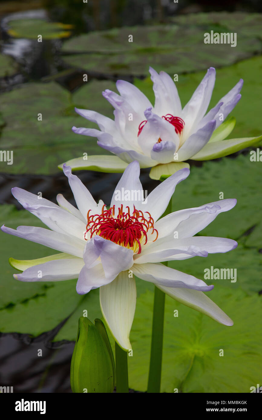 Kew's hi-res stock photography and images - Alamy