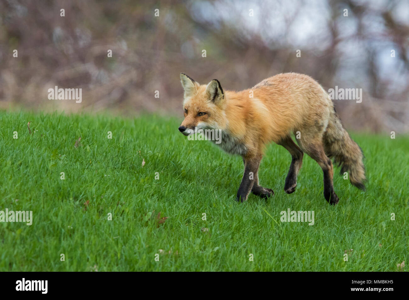 Female red fox hunting Stock Photo - Alamy