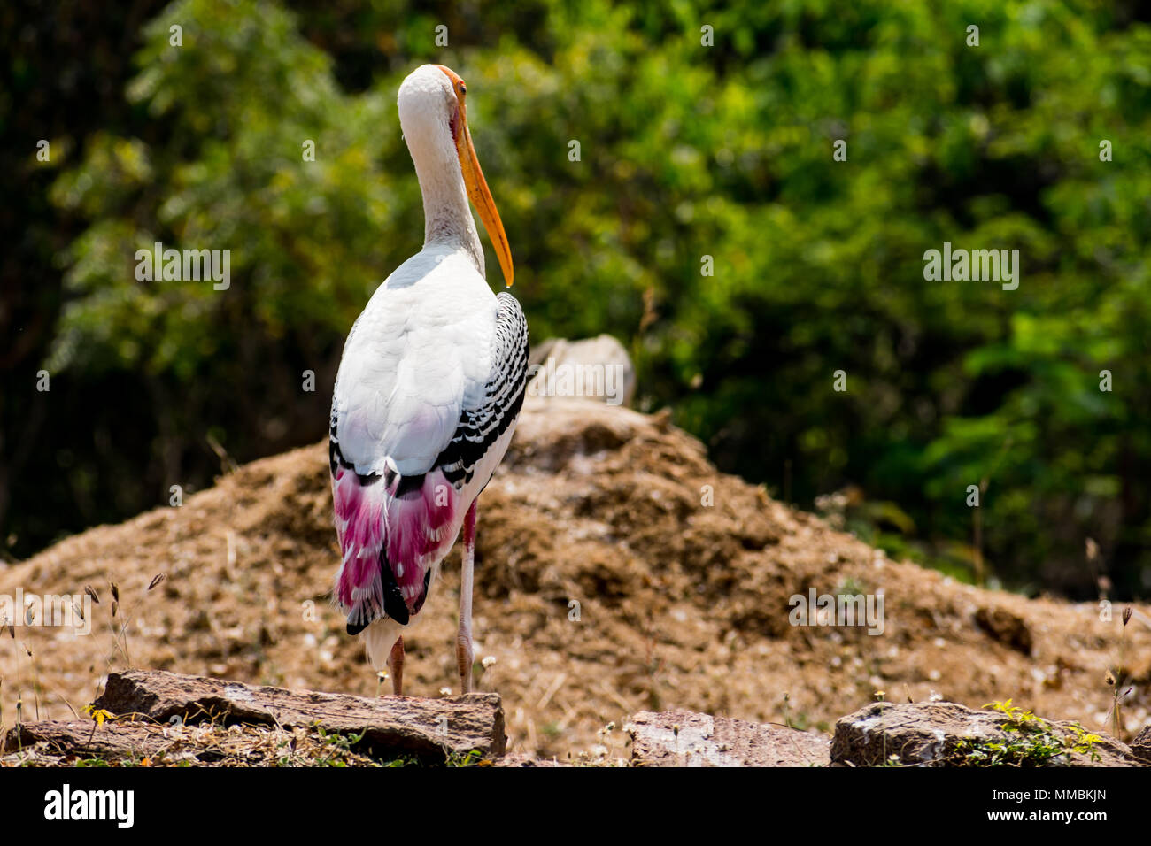 a white painted storks bird walking on zoo close view looking awesome ...