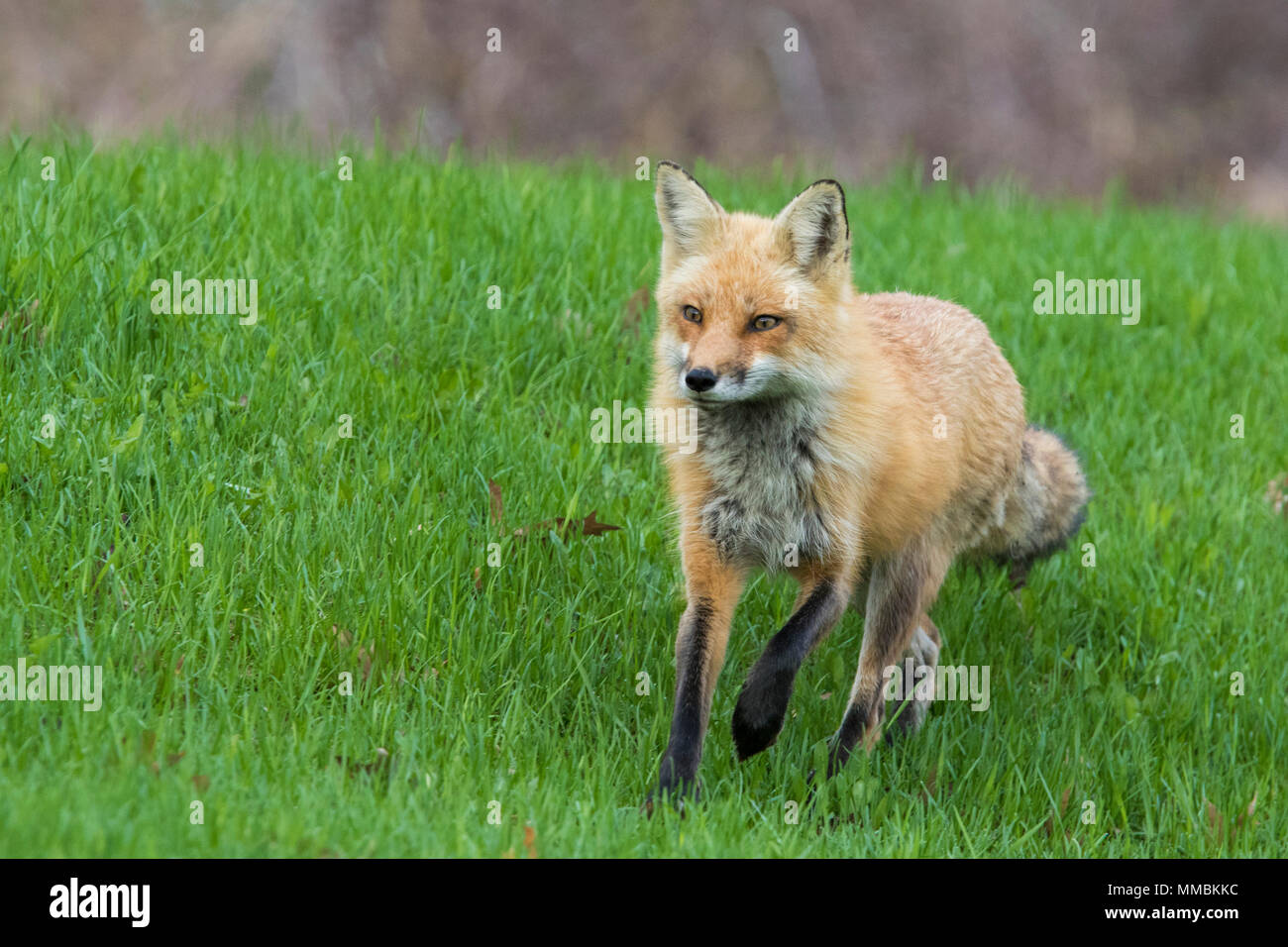 Female red fox hunting Stock Photo - Alamy