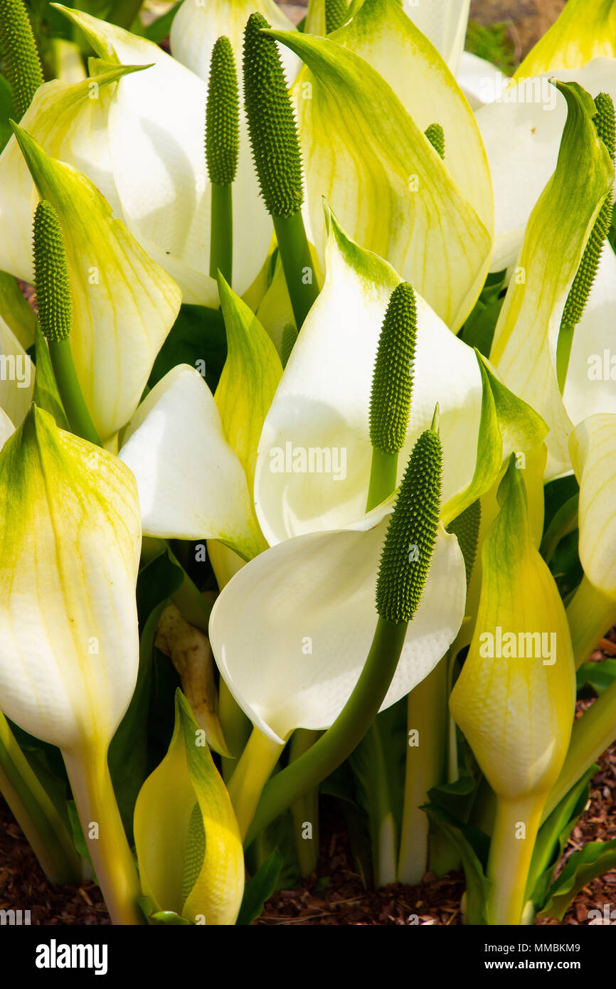 Skunk Flower