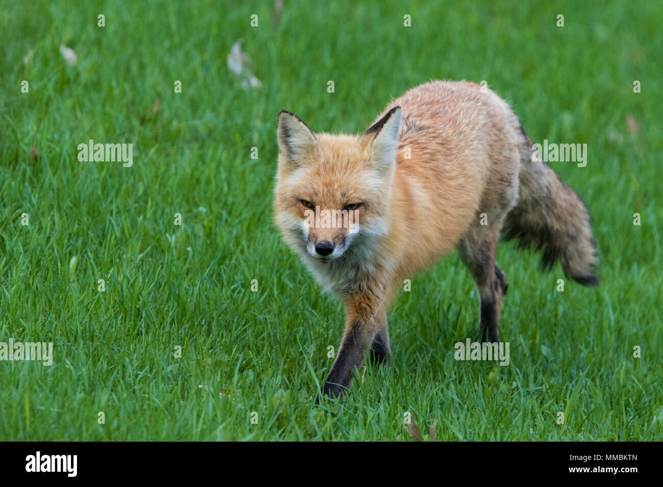 Female red fox hunting Stock Photo - Alamy