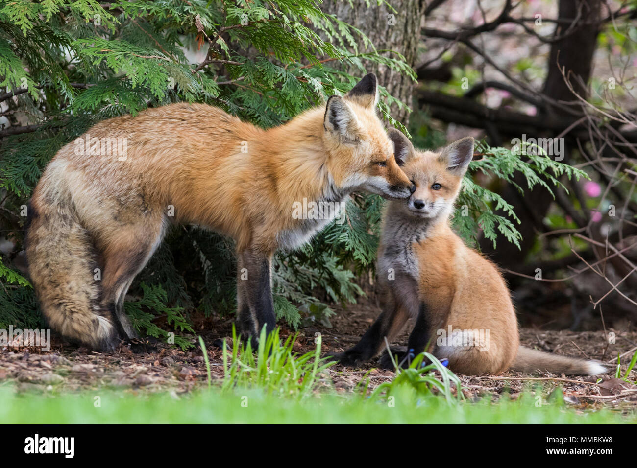 Female and babies red fox Stock Photo - Alamy