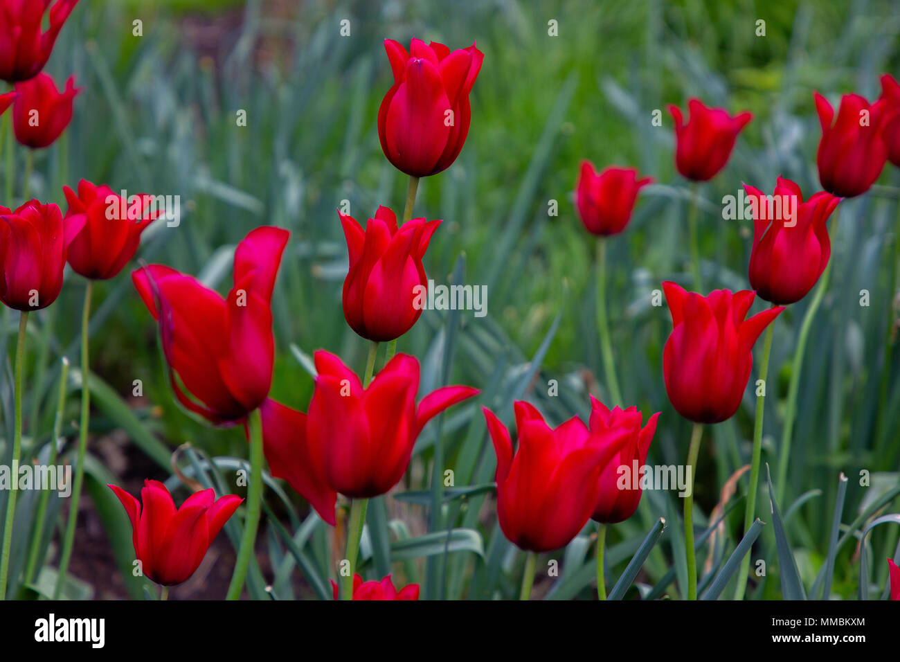 Tulips picture hi-res stock photography and images - Alamy