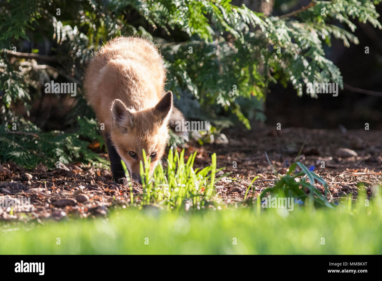 Cute baby fox in spring Stock Photo - Alamy