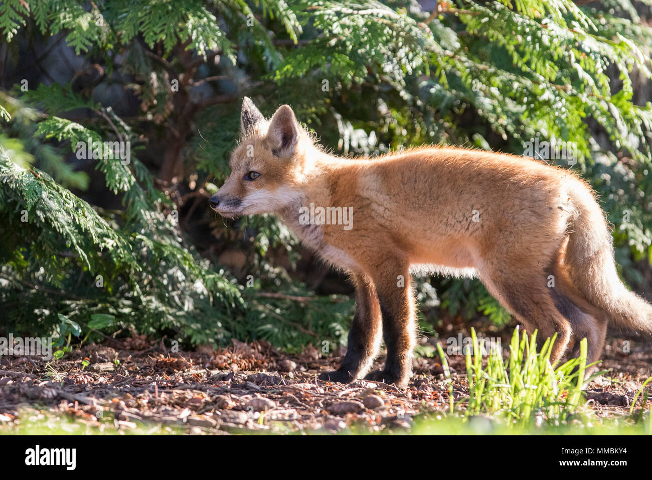 Cute baby fox in spring Stock Photo - Alamy