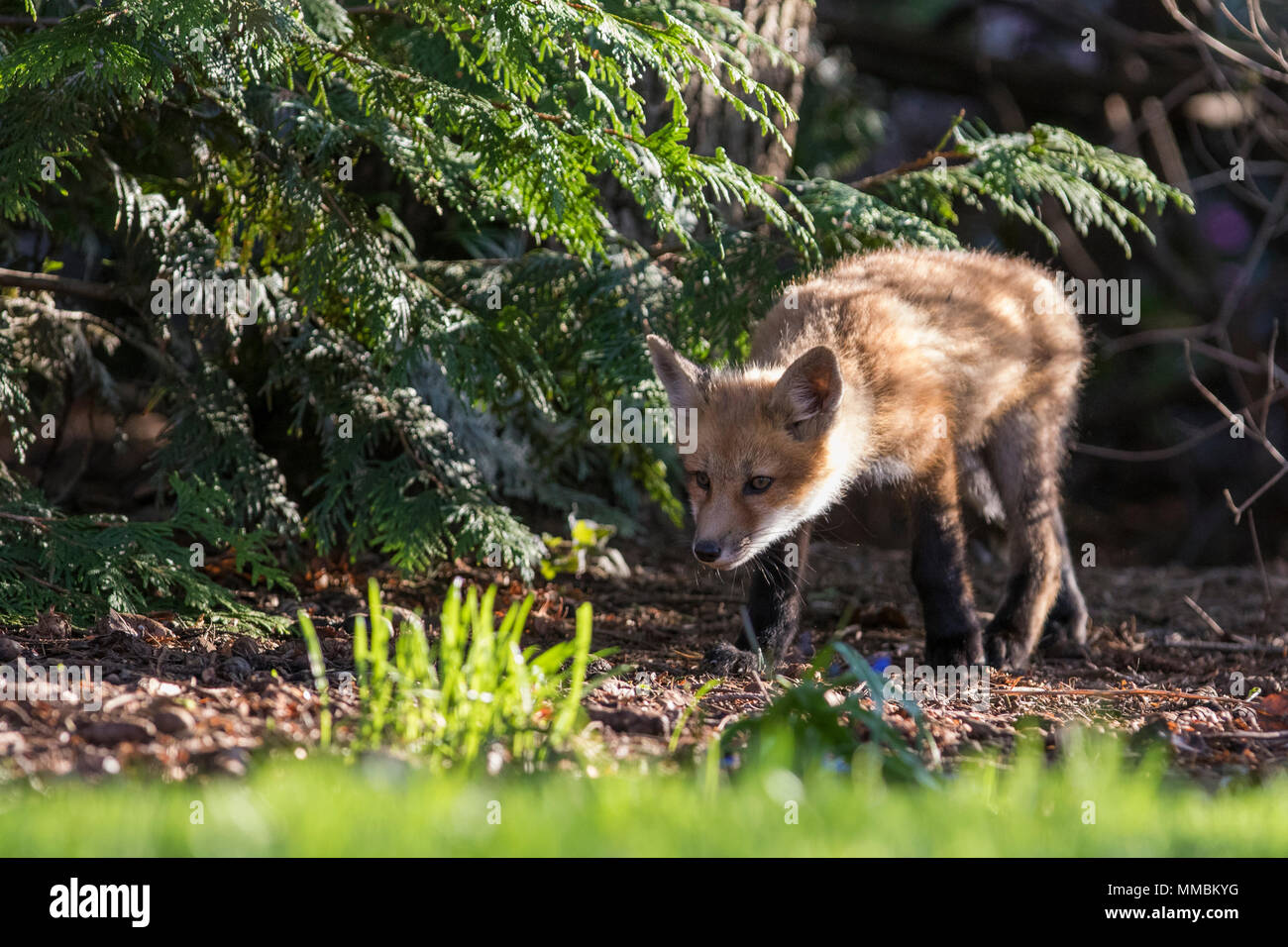 Cute baby fox in spring Stock Photo - Alamy