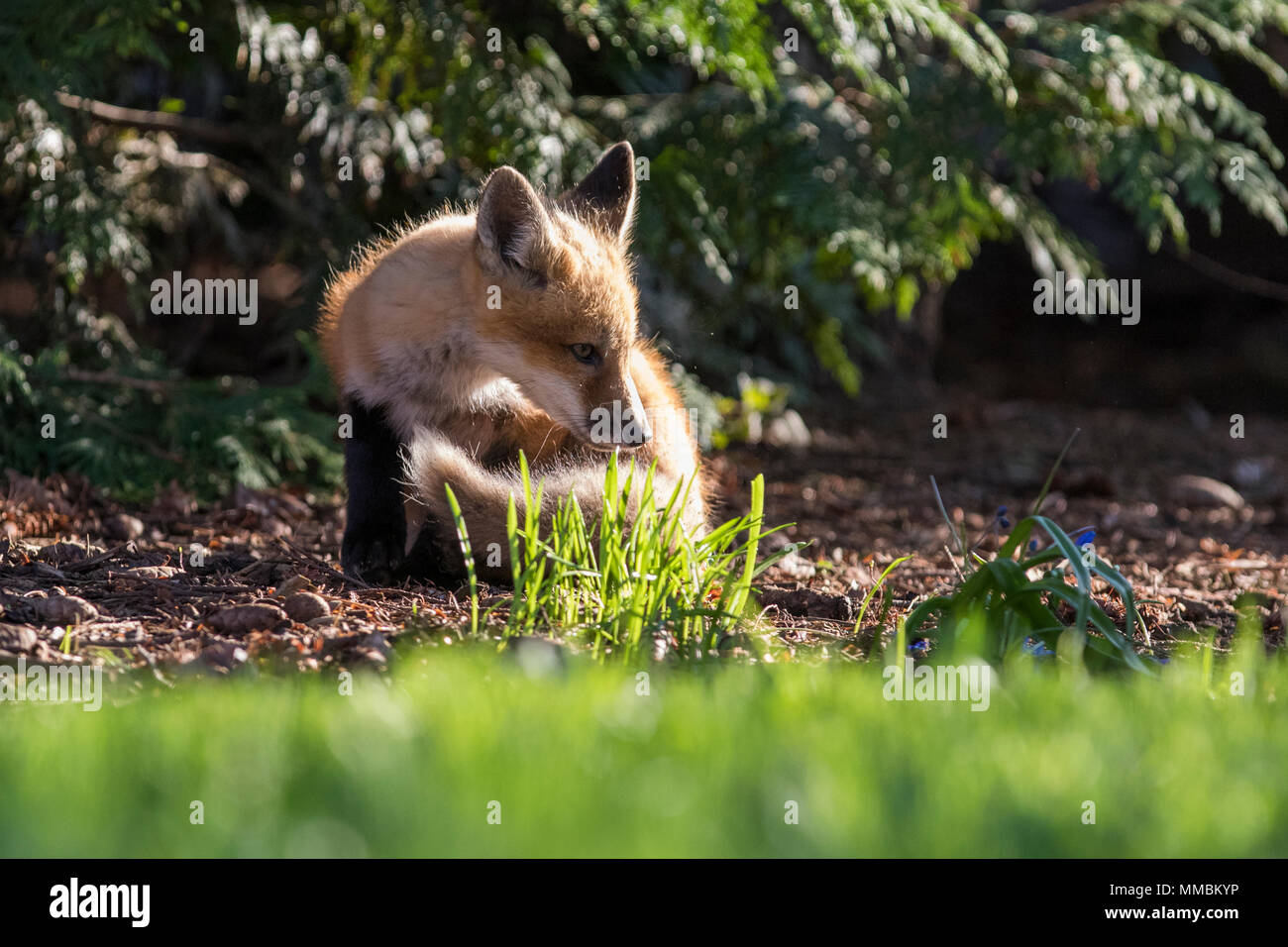 Cute baby fox in spring Stock Photo - Alamy
