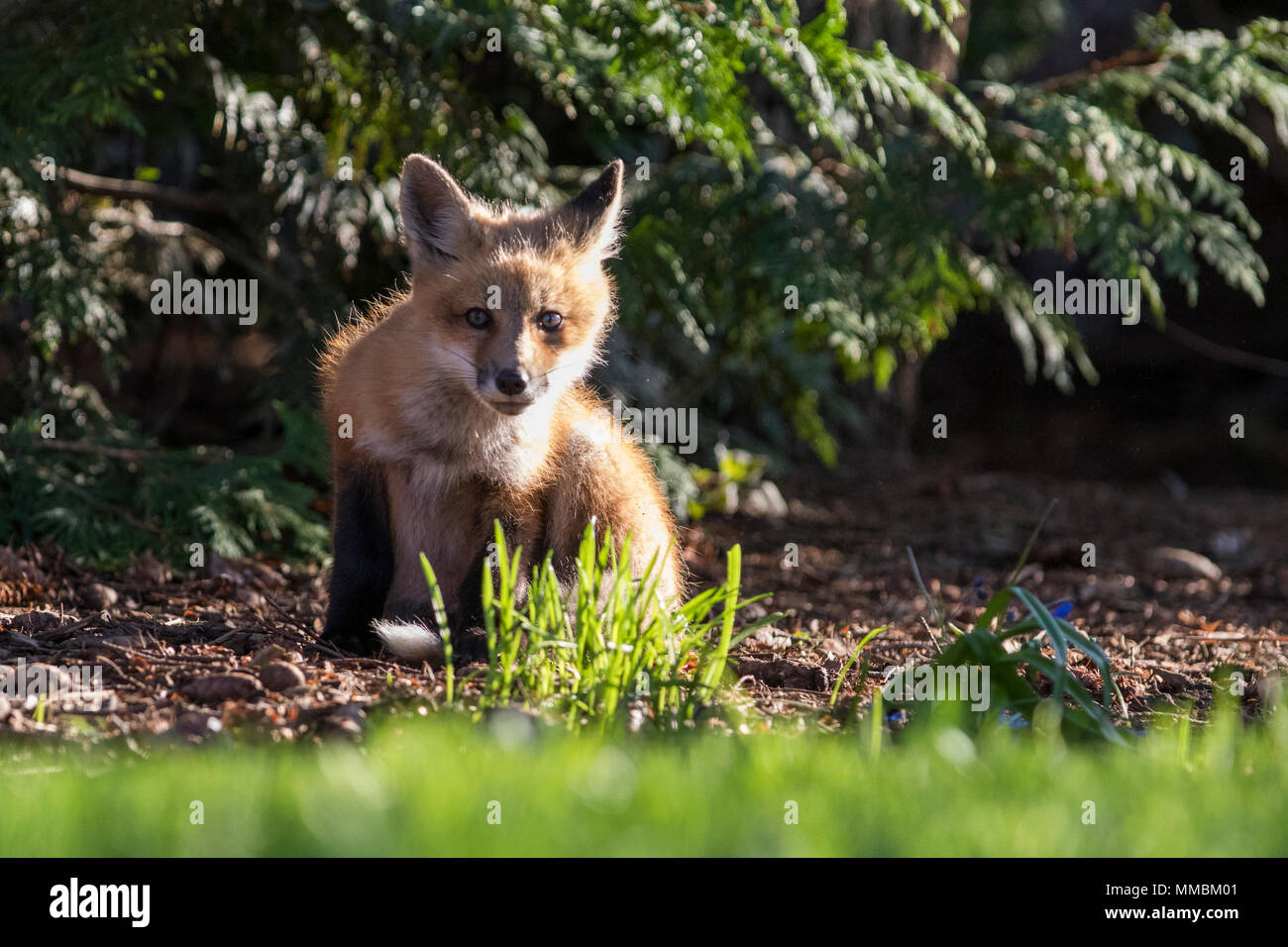 Cute baby fox in spring Stock Photo - Alamy
