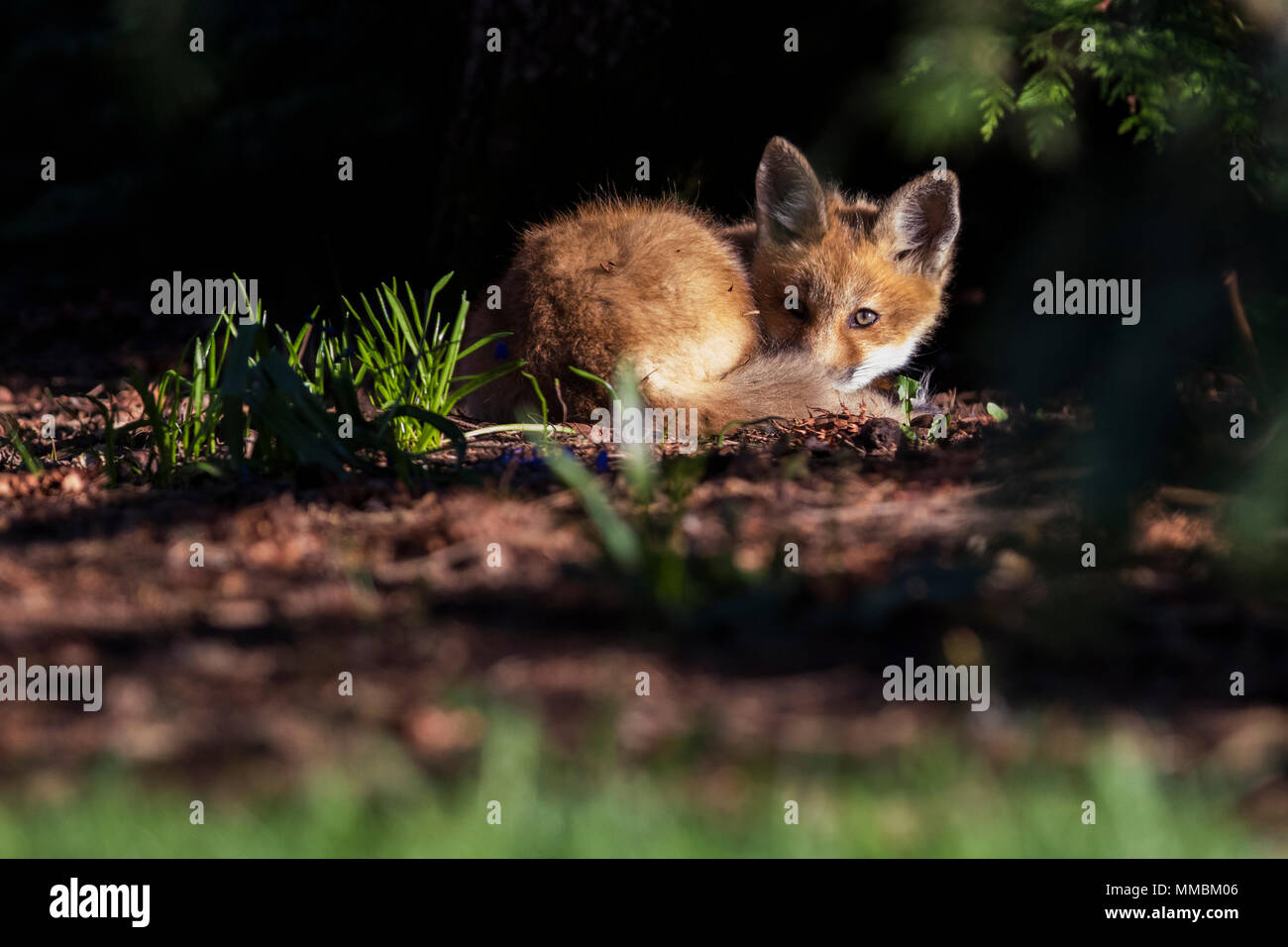 Cute baby fox in spring Stock Photo - Alamy