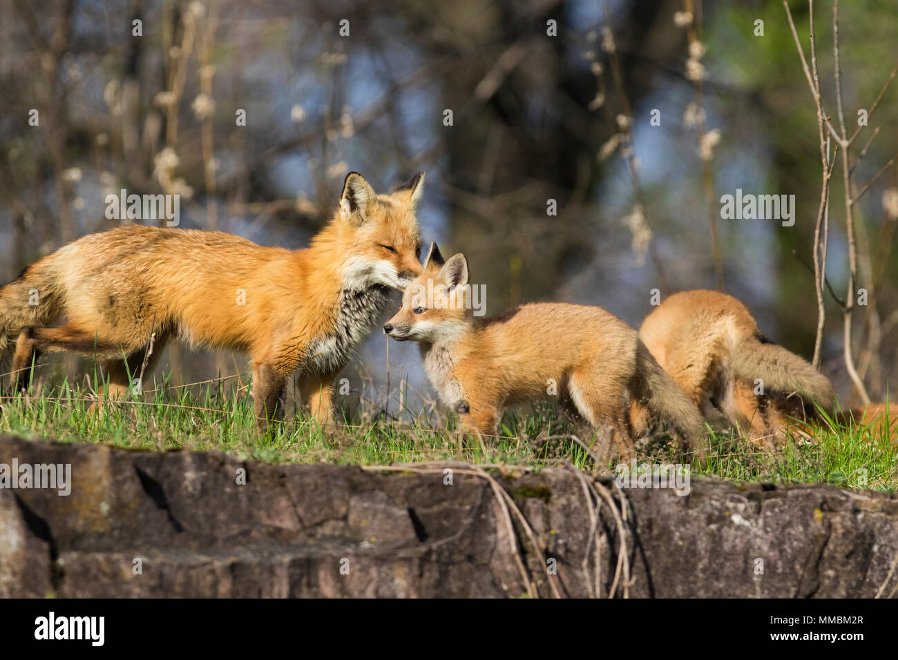 Female and babies red fox Stock Photo - Alamy