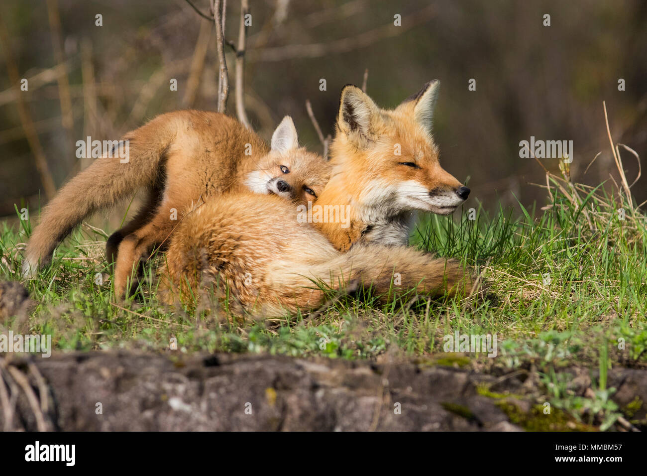 Red fox cubs playing Stock Photo - Alamy