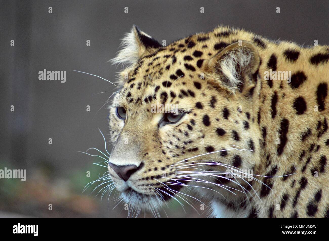 Amur leopard russia hi-res stock photography and images - Alamy