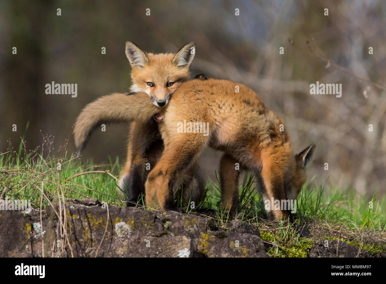 Red fox cubs playing Stock Photo - Alamy