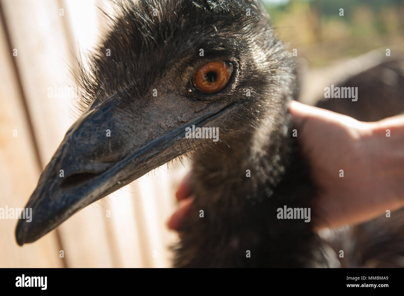 Ostrich and female hands Stock Photo - Alamy