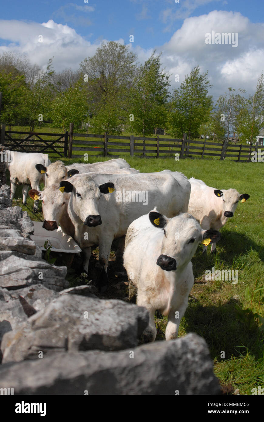 British white cattle hi-res stock photography and images - Alamy