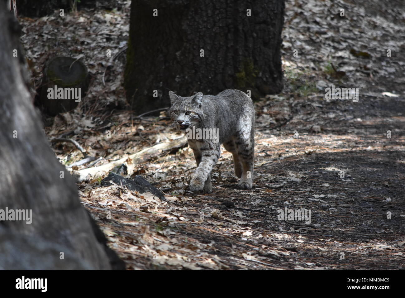 Bobcat california hi-res stock photography and images - Alamy