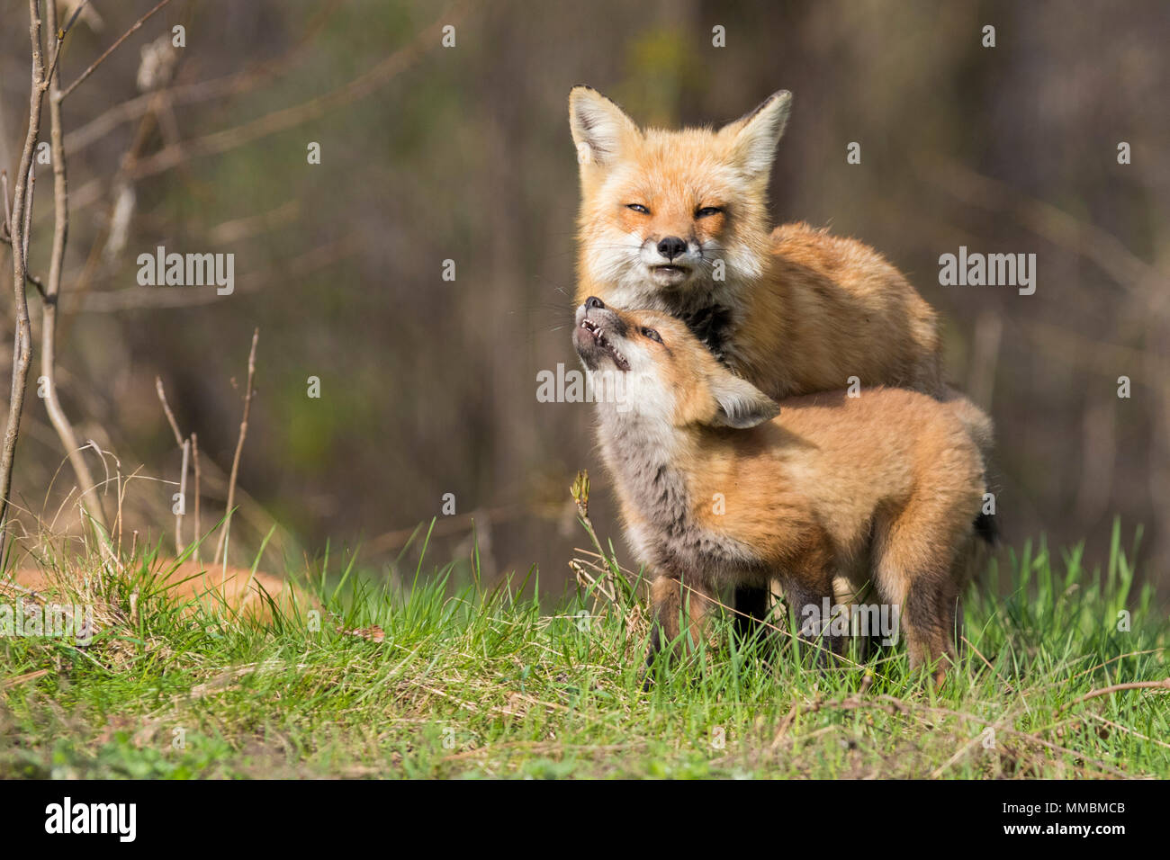 Female and babies red fox Stock Photo - Alamy