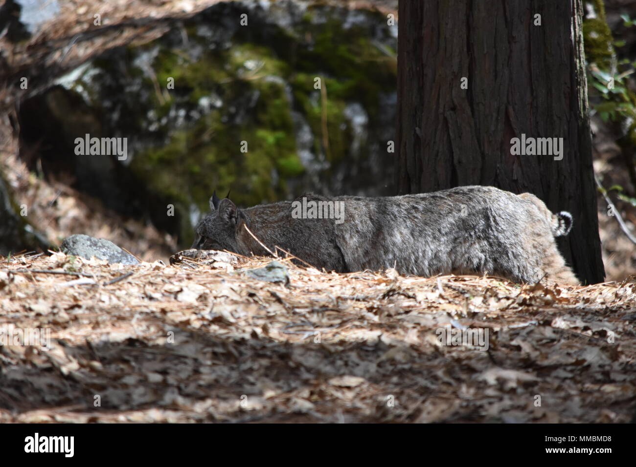 Bobcat california hi-res stock photography and images - Alamy