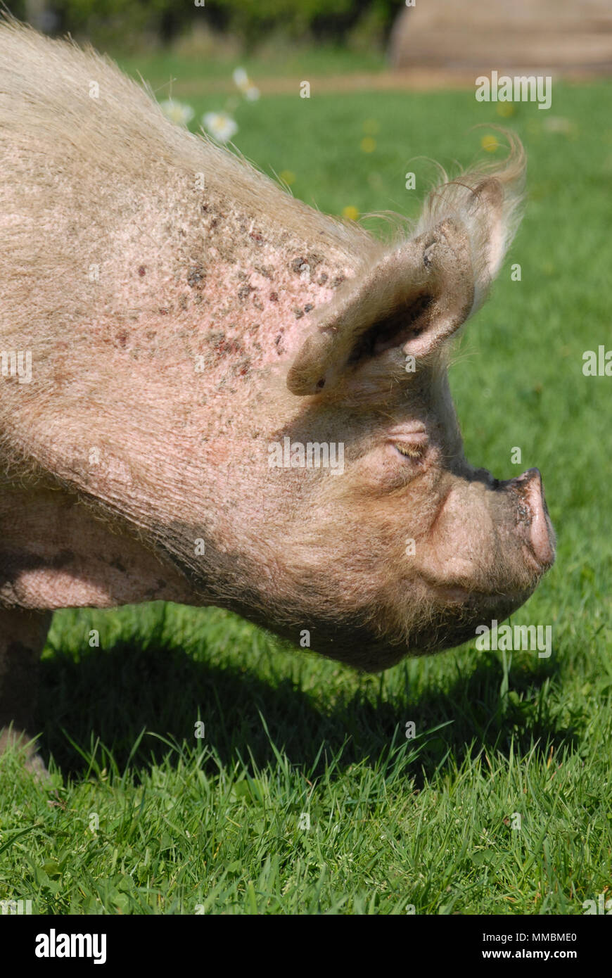 Rare pig breeds hi-res stock photography and images - Alamy