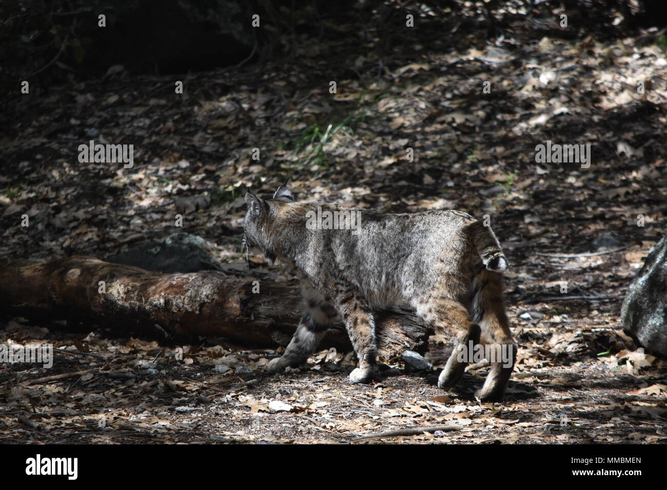 Bobcat california hi-res stock photography and images - Alamy