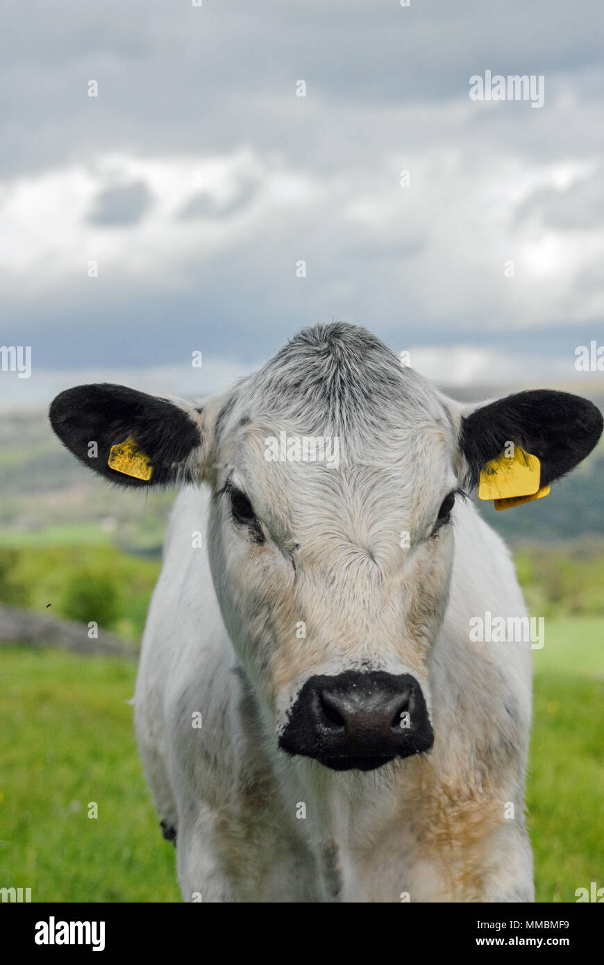 British white cattle hi-res stock photography and images - Alamy