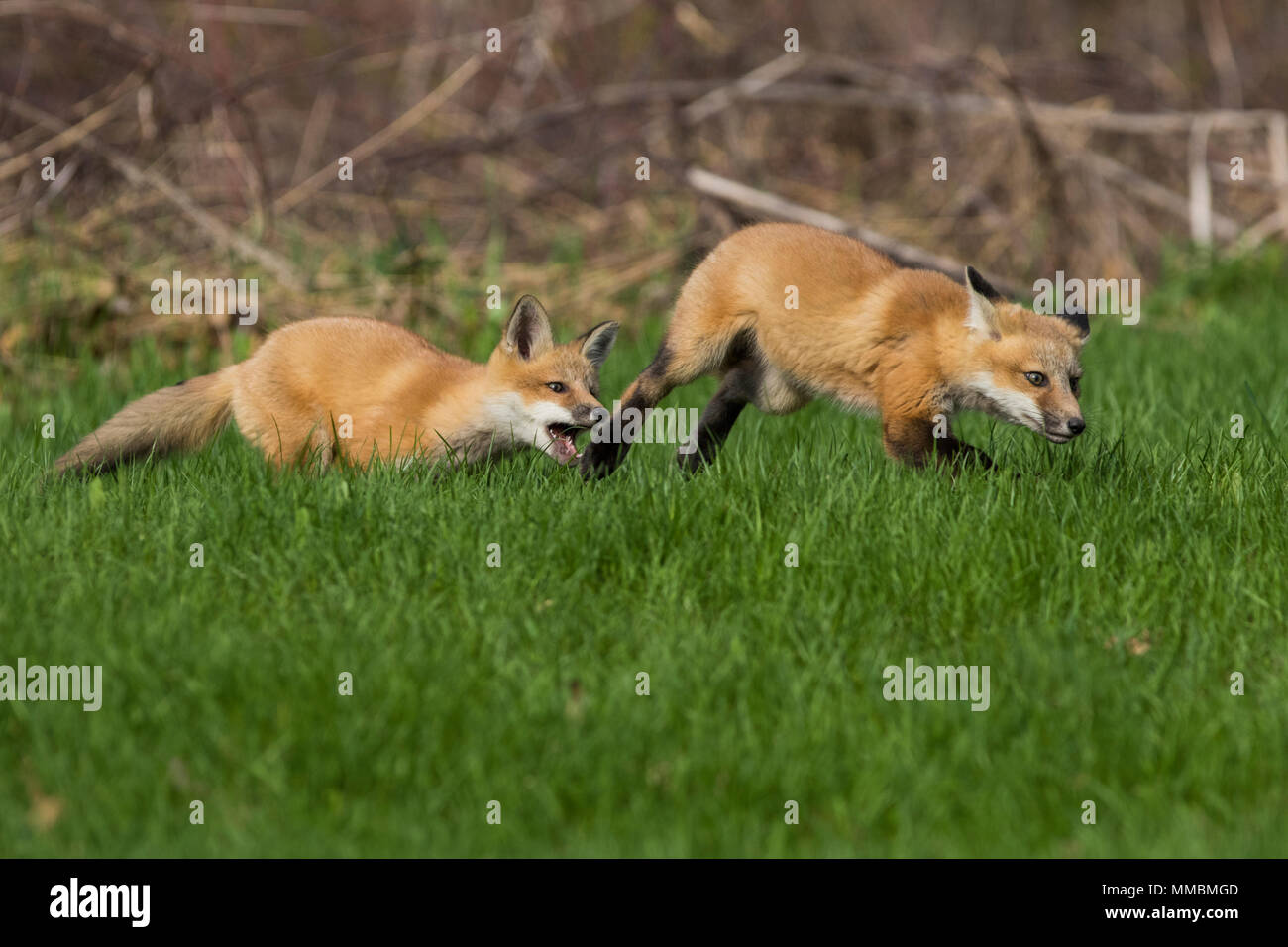 Fox cubs playing hi-res stock photography and images - Alamy