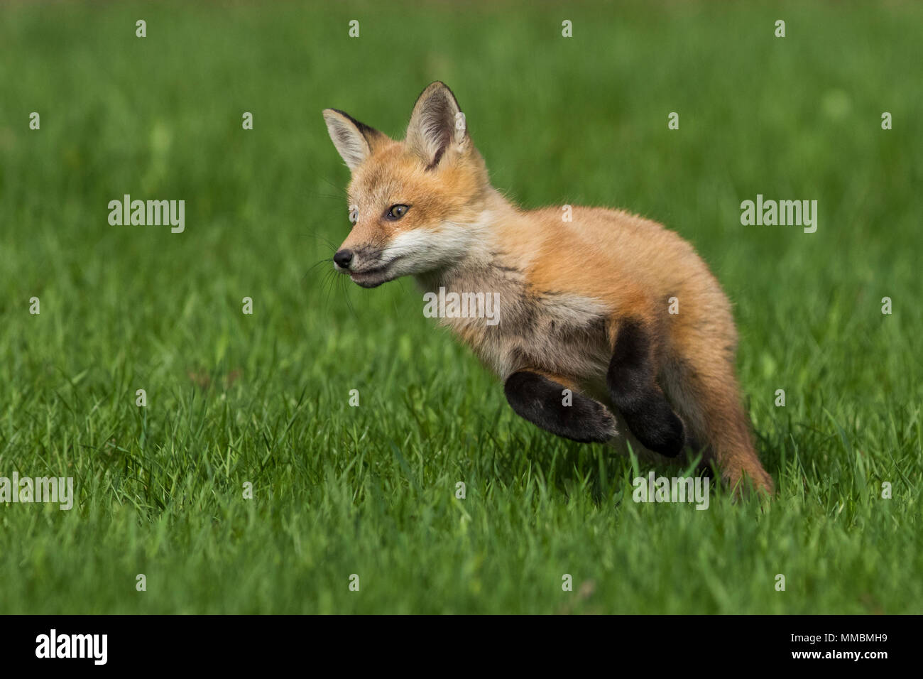 Cute baby fox in spring Stock Photo - Alamy