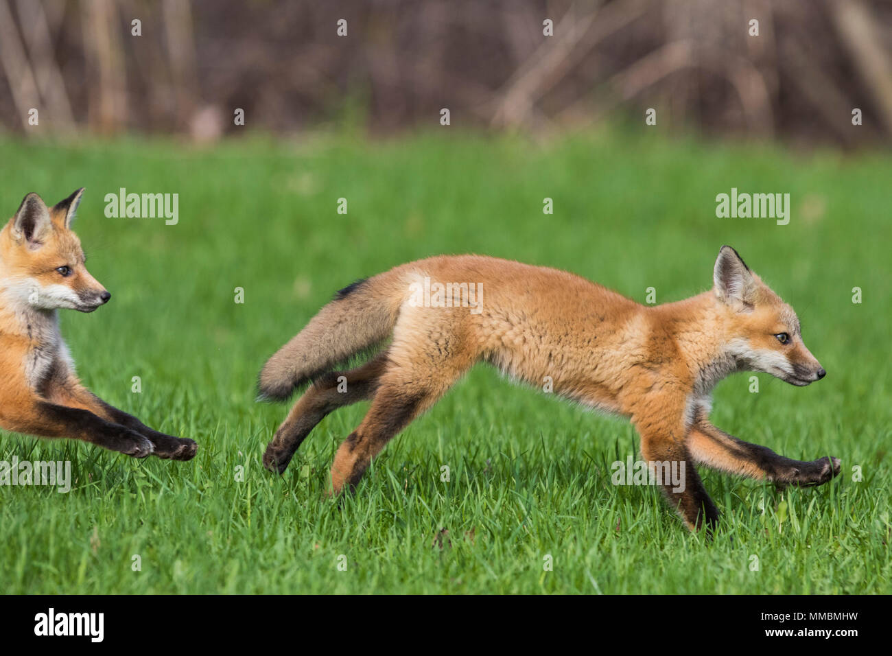 Red fox cubs playing Stock Photo - Alamy