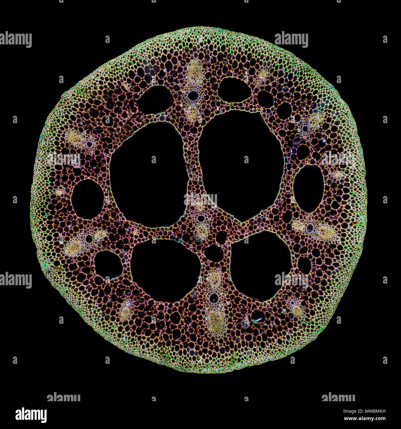 Plant xylem micrograph hi-res stock photography and images - Alamy
