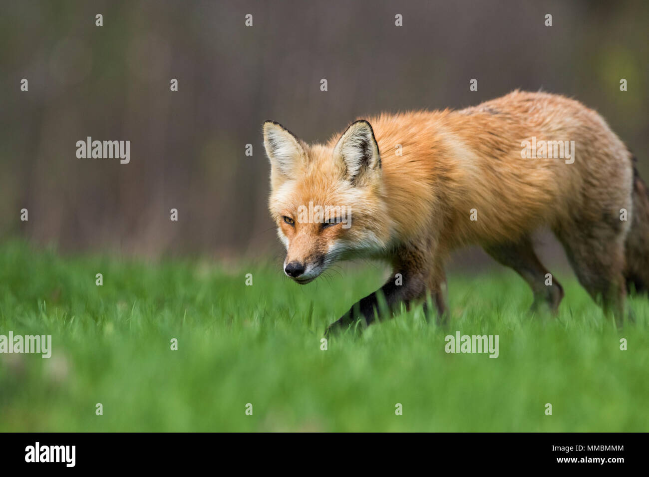 Female red fox hunting Stock Photo - Alamy