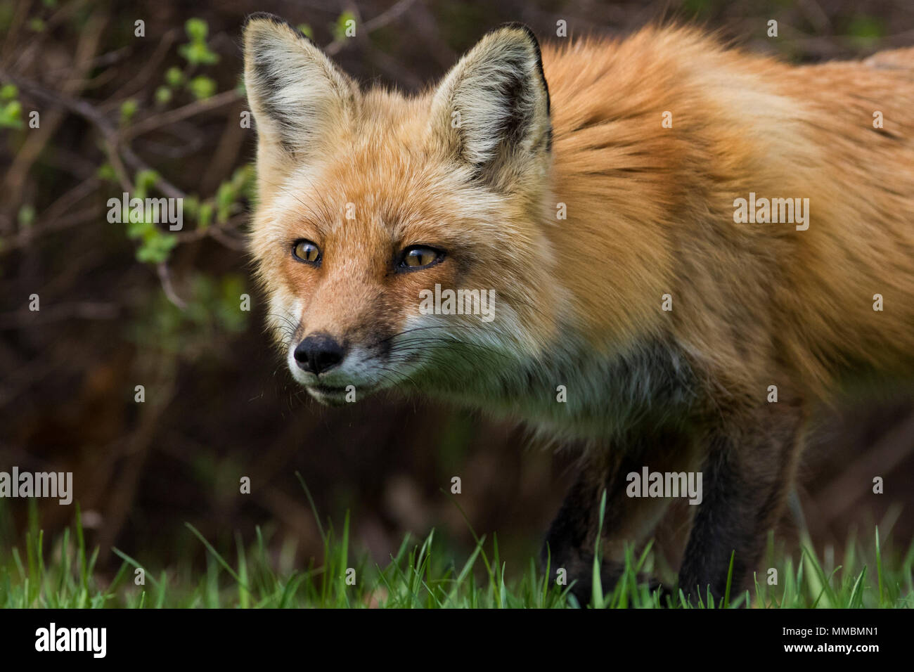 Female red fox hunting Stock Photo - Alamy