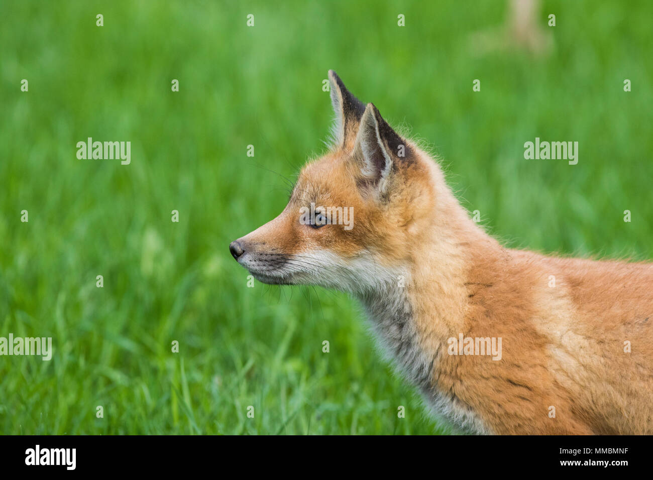 Cute baby fox in spring Stock Photo - Alamy