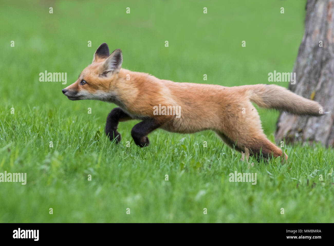 Cute baby fox in spring Stock Photo - Alamy
