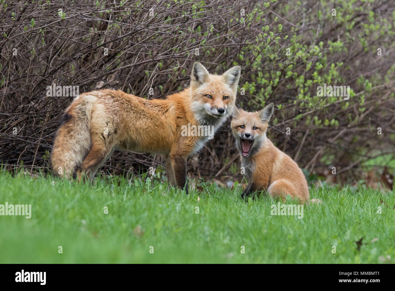 Female and babies red fox Stock Photo - Alamy