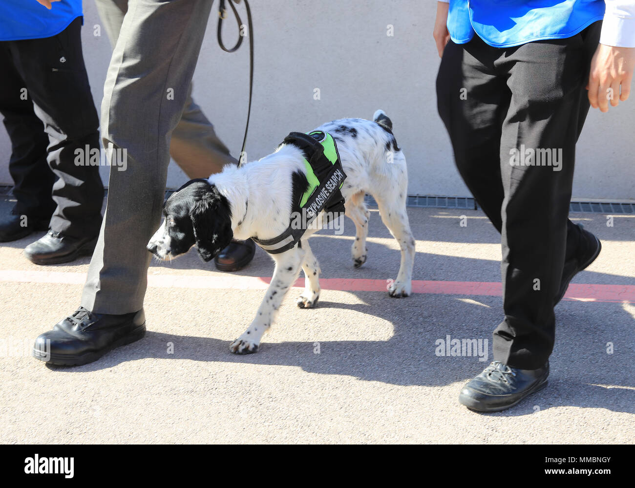 Dog events london hi-res stock photography and images - Alamy