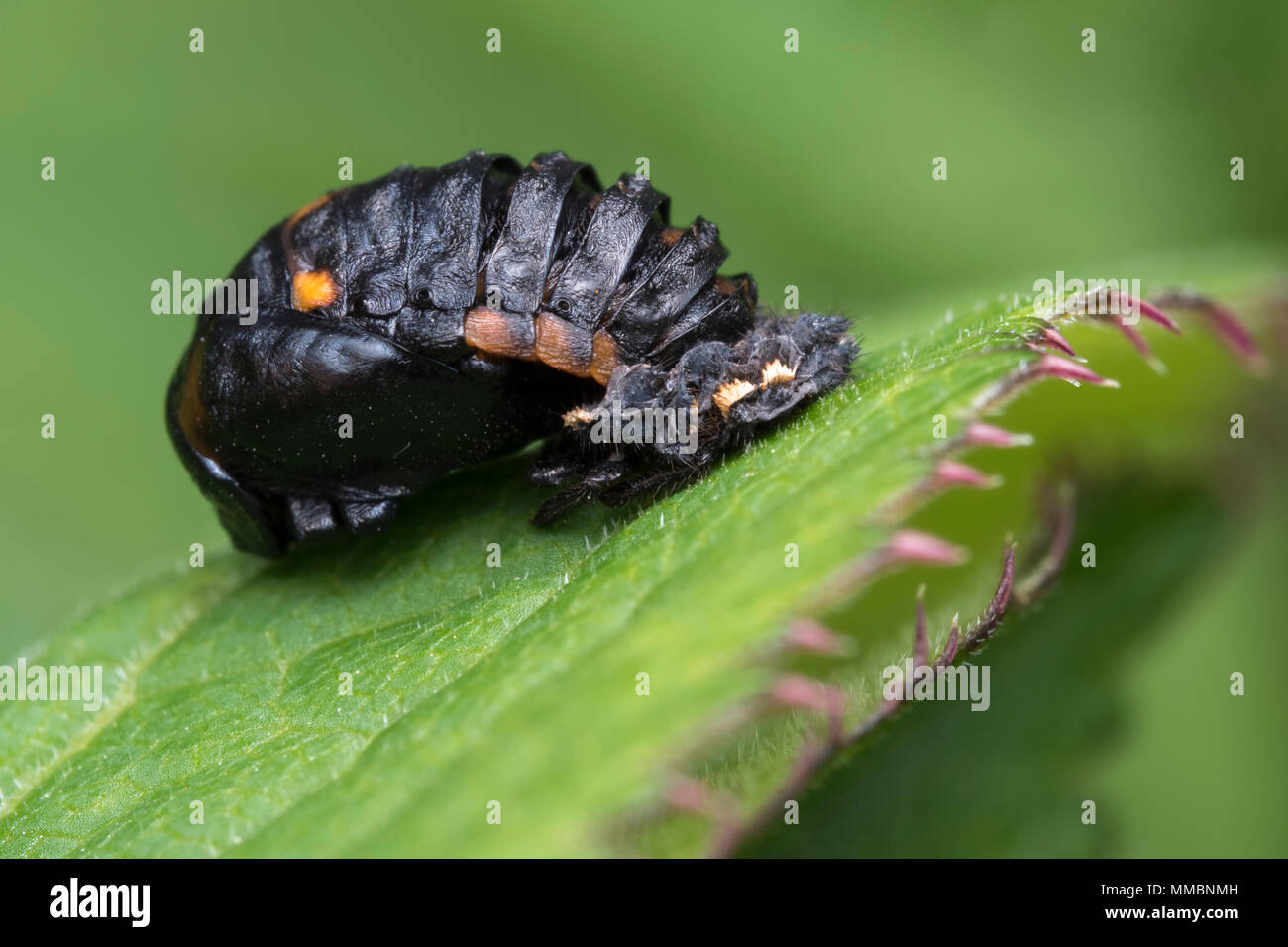 7 spot ladybird pupa on leaf hi-res stock photography and images - Alamy