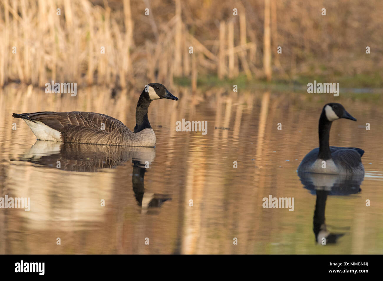 Canadian spring water hi-res stock photography and images - Alamy
