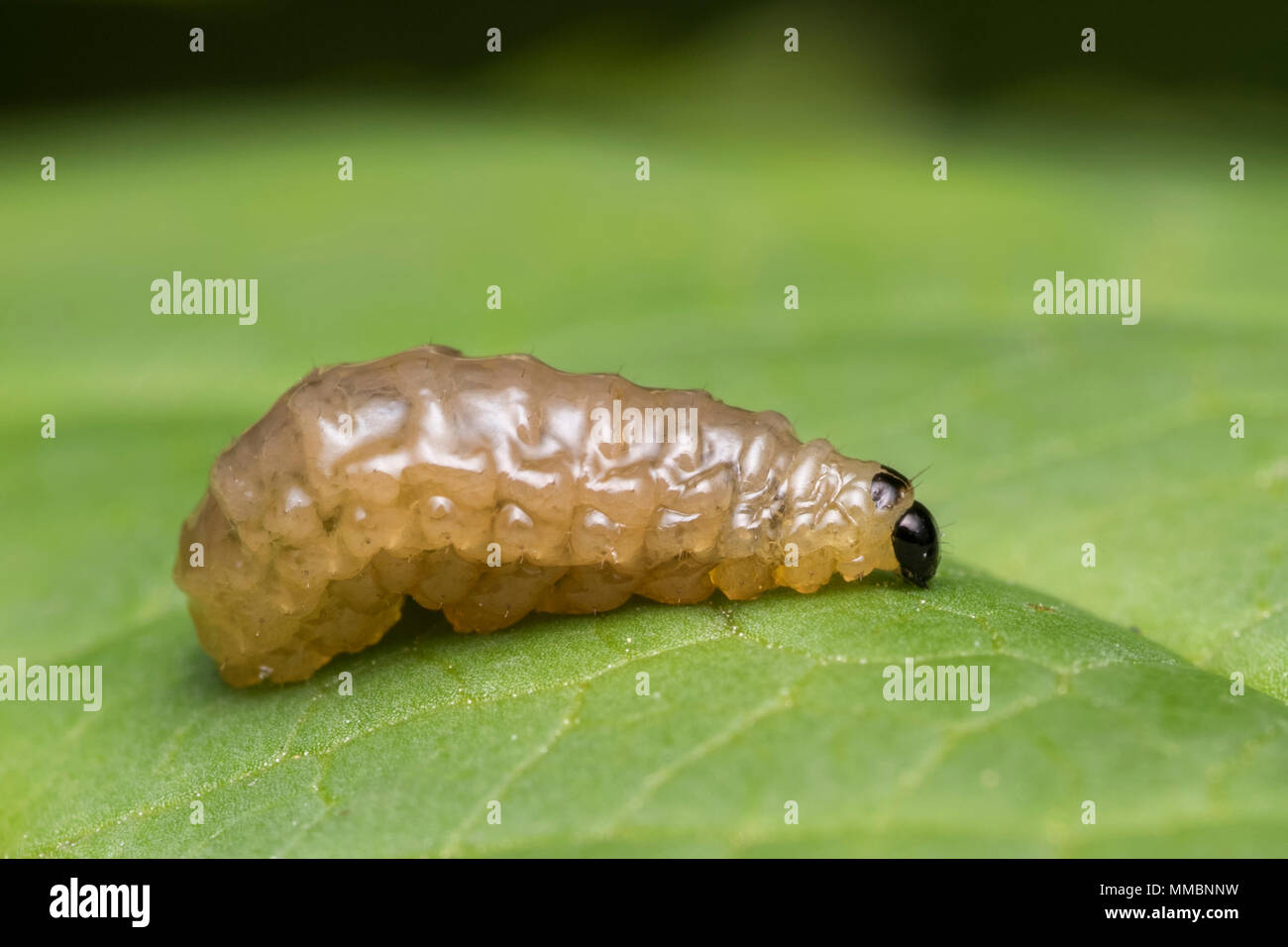 Figwort weevil larva on figwort leaf hi-res stock photography and ...