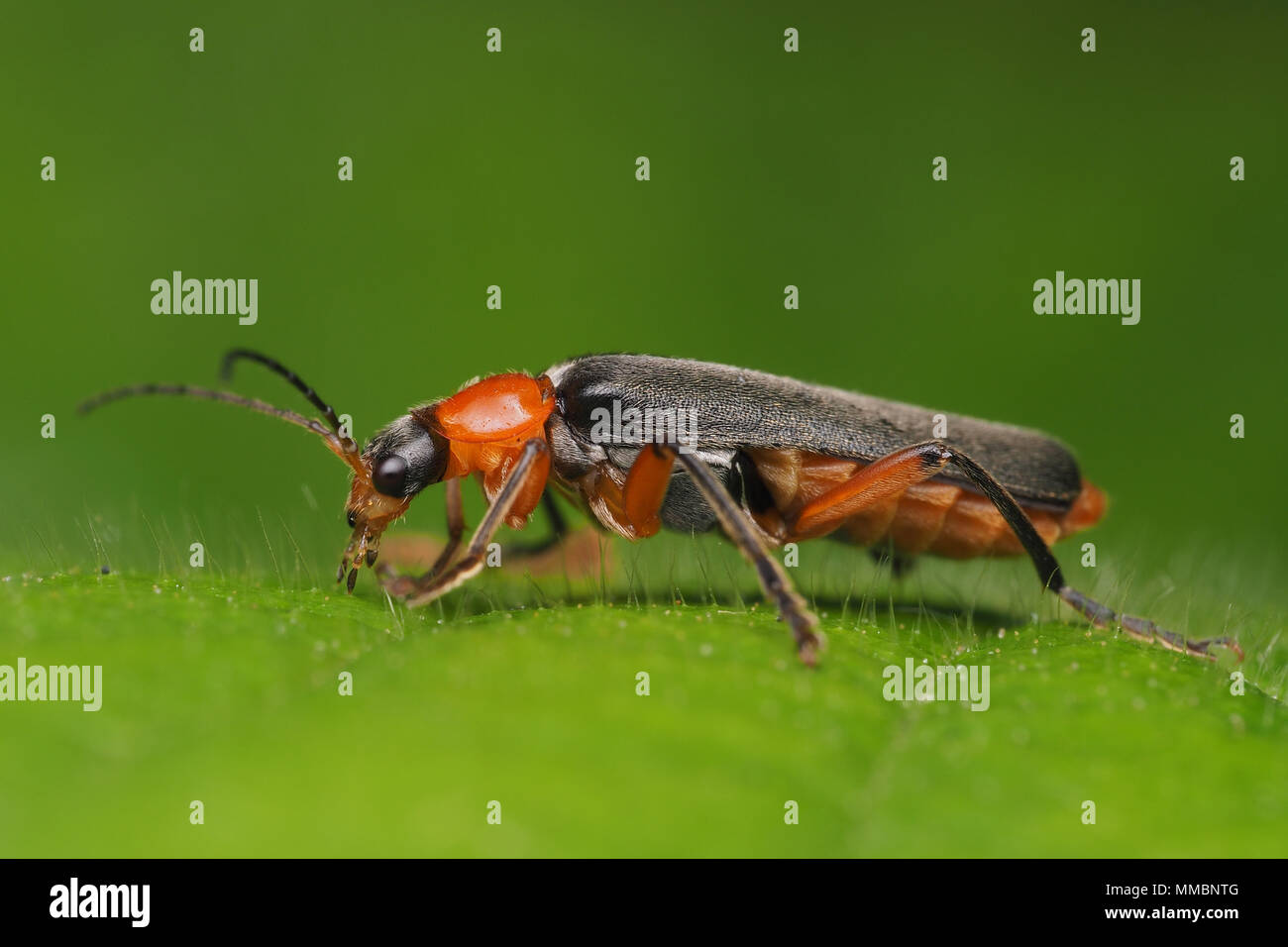 Soldier beetle cantharis sp hi-res stock photography and images - Alamy