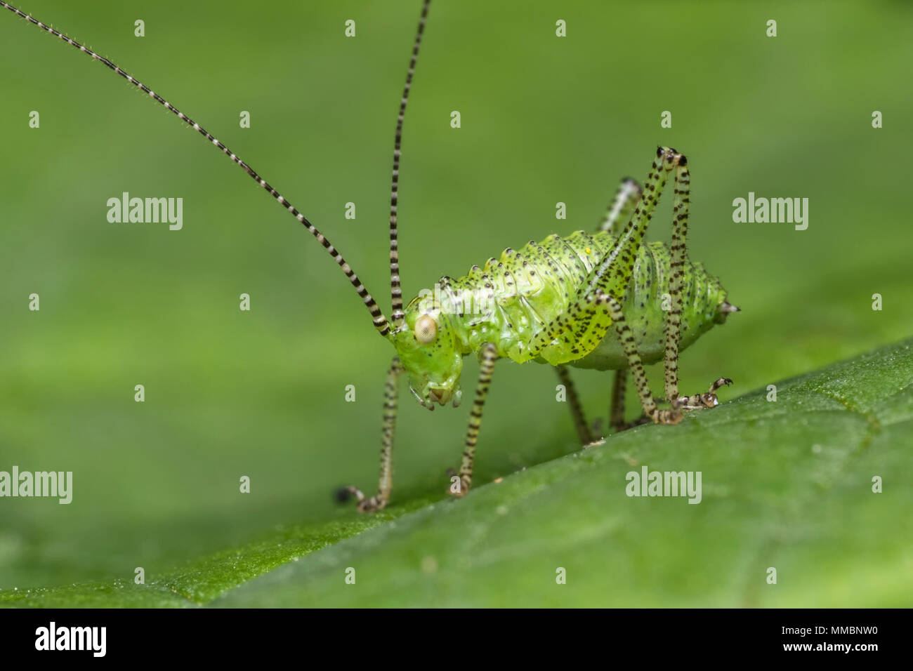 Speckled bush cricket hi-res stock photography and images - Alamy