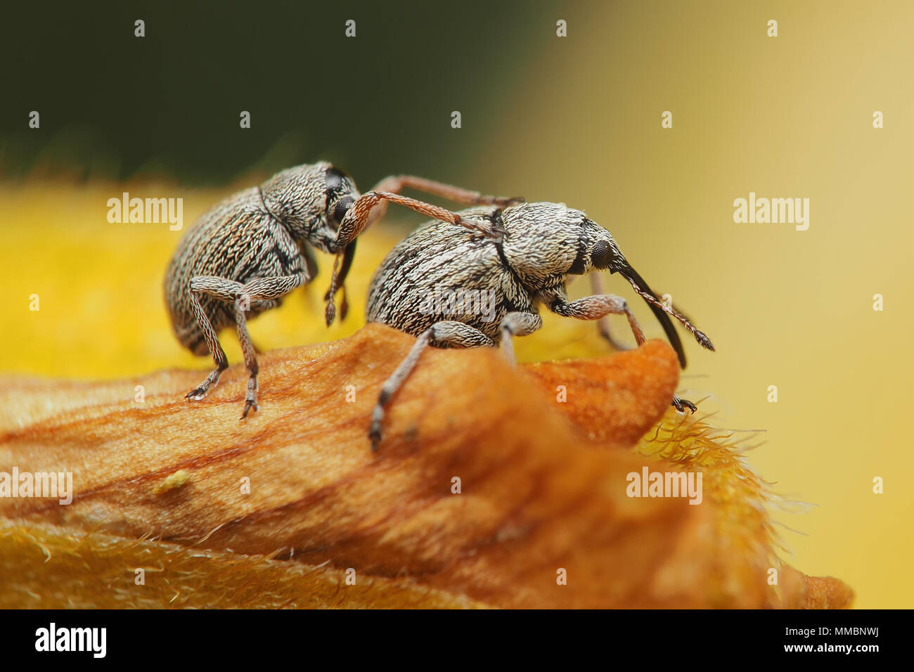 Seed weevils hi-res stock photography and images - Alamy