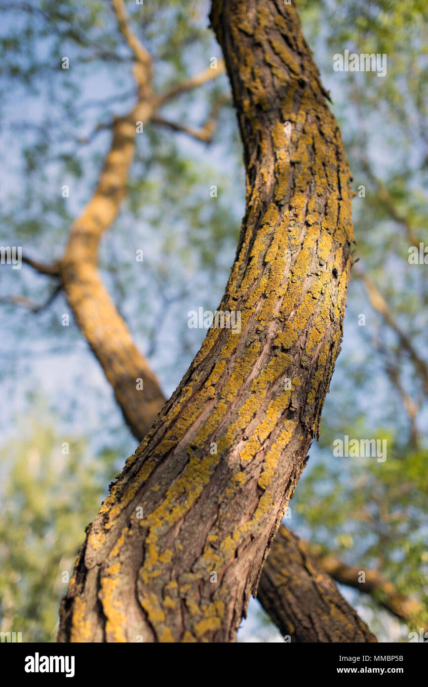 Willow tree trunk hi-res stock photography and images - Alamy