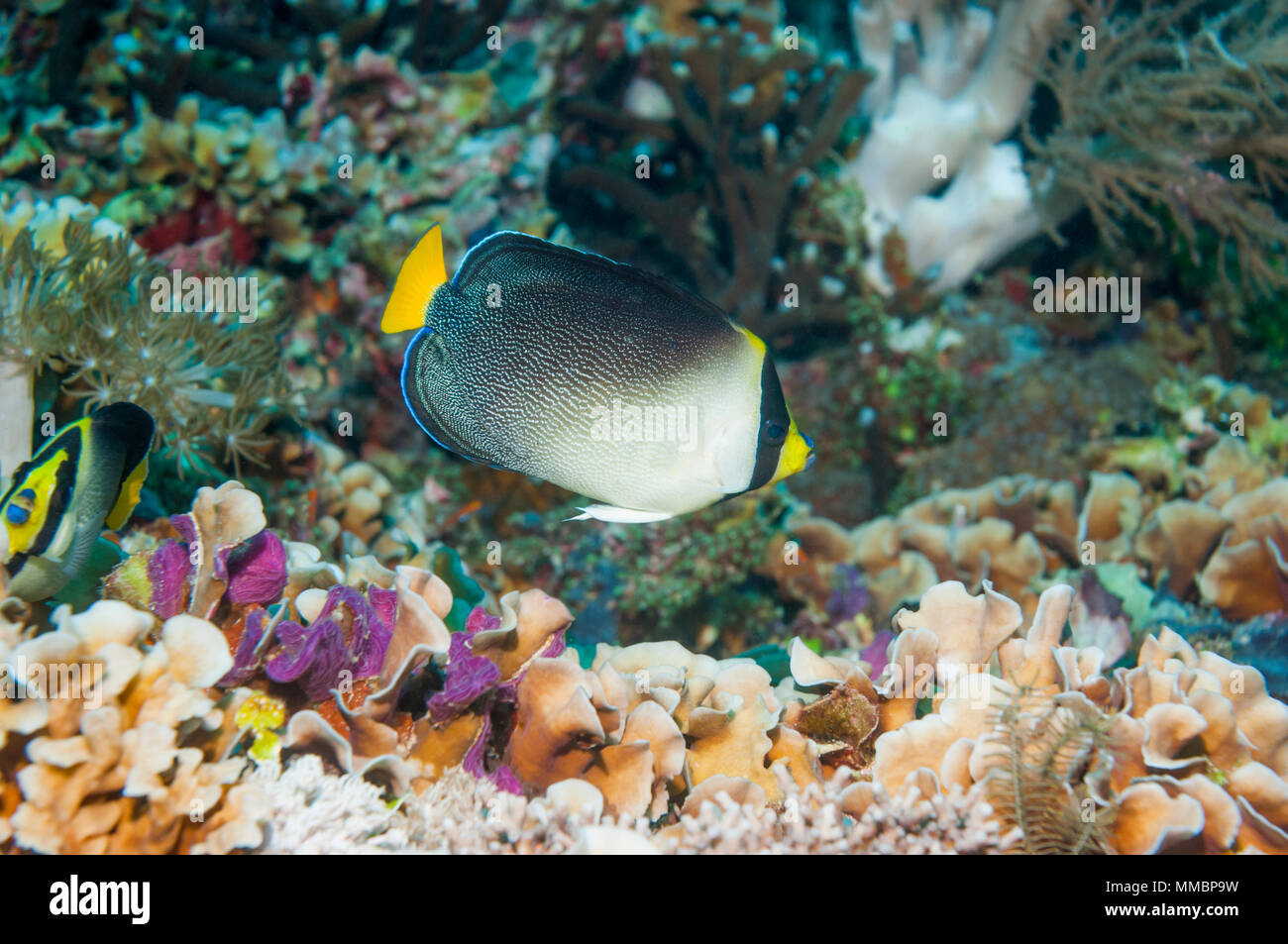 Singapore angelfish or Vermiculated angelfish or Red Sea butterflyfish ...