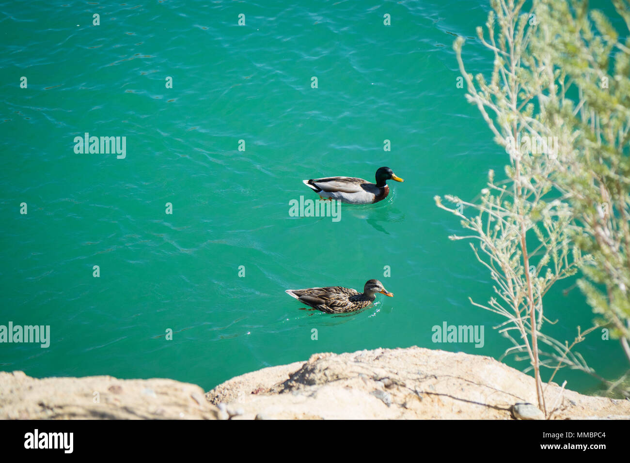 Ducks at Balanced Rock Cove Stock Photo - Alamy