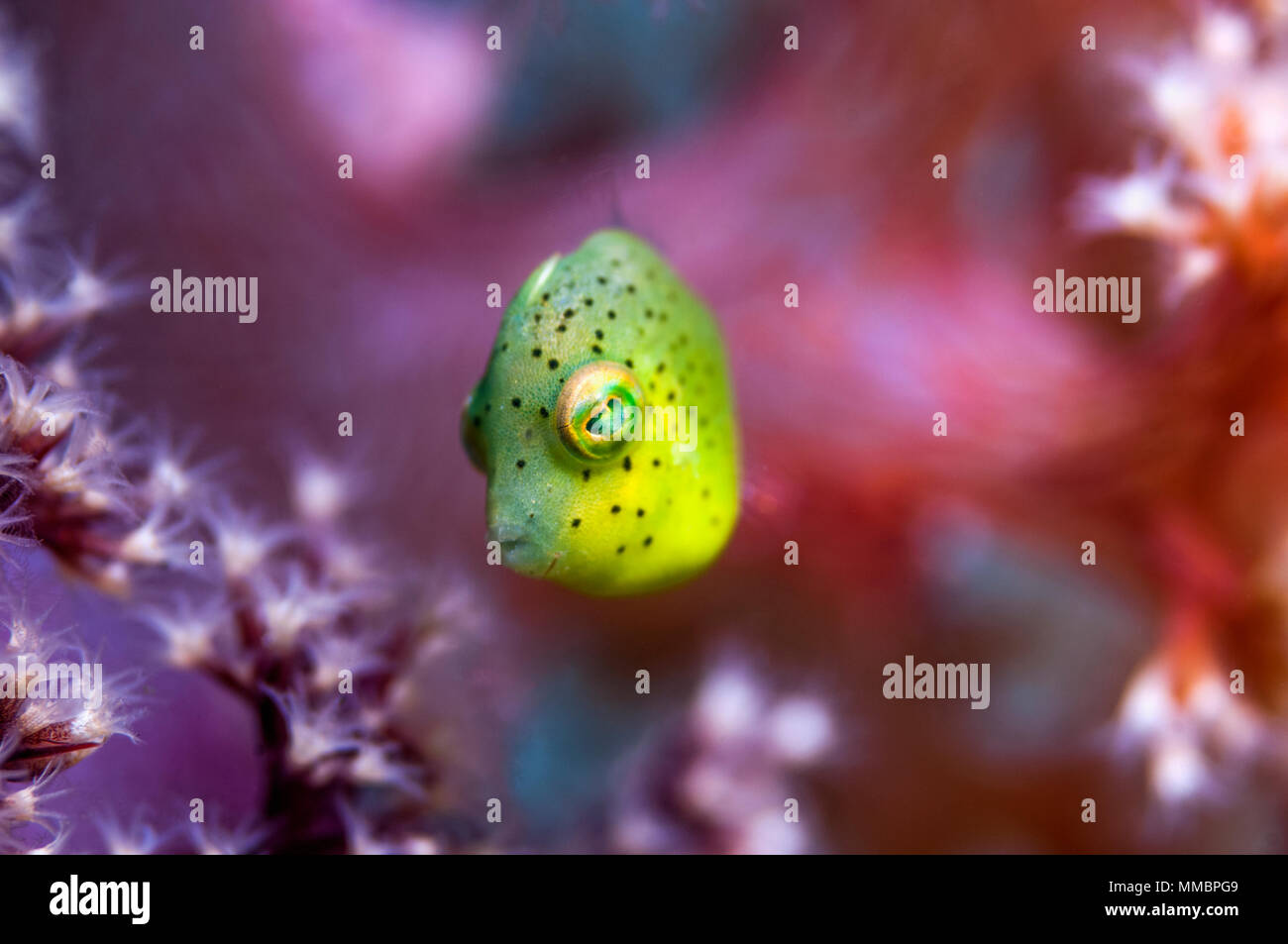 Pufferfile fish hi-res stock photography and images - Alamy