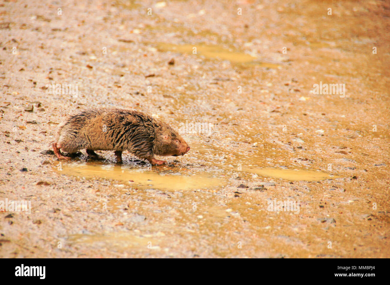 Cape mole-rat, South Africa Stock Photo - Alamy