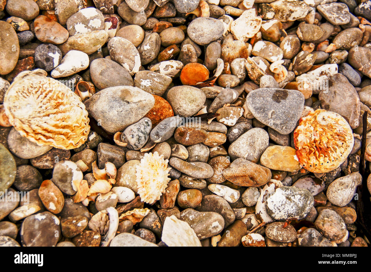 Seashells at Kruismens bay, South Africa Stock Photo - Alamy