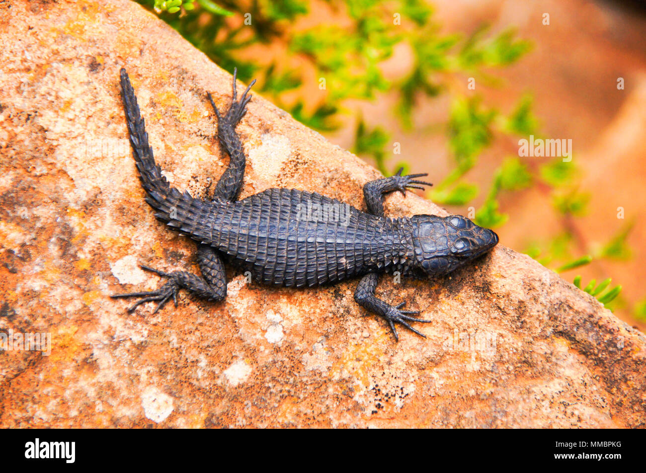 Black Girdled Lizard