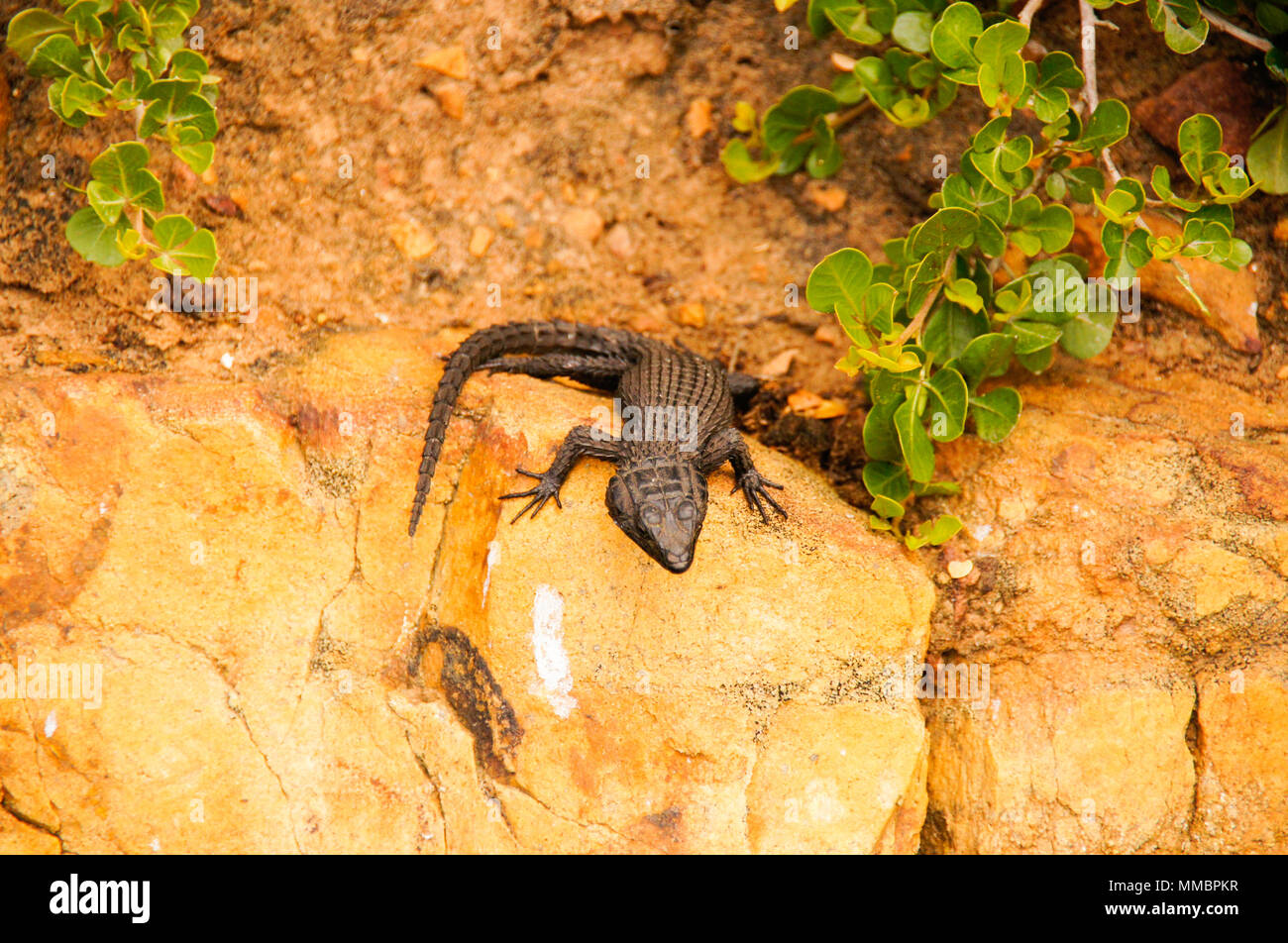 Black girdled lizard at Cape of Good Hope, South Africa Stock Photo - Alamy